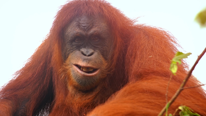 Orangutan great ape image - Free stock photo - Public Domain photo ...