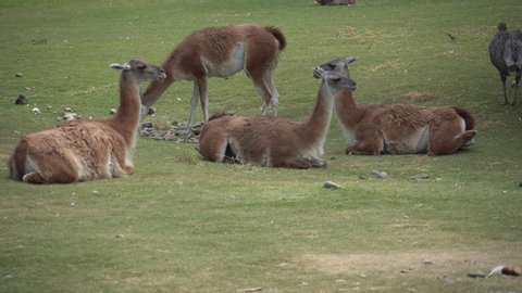 Llama Resting Over Grass Lama Glama Stock Footage Video (100% Royalty ...