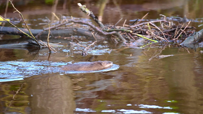 Muskrat swimming in the water image - Free stock photo - Public Domain ...