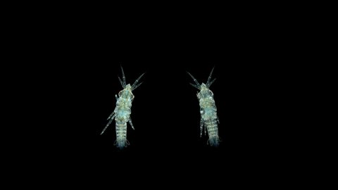 Parasitic Isopod Larva Zuphea Stage Under Stock Footage Video (100% ...