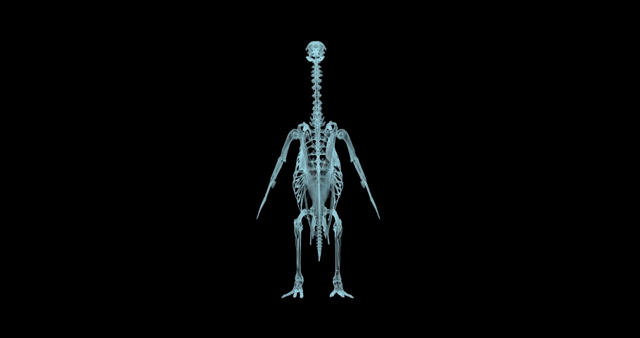Penguin Skeleton Stock Video Footage - 4K and HD Video Clips | Shutterstock