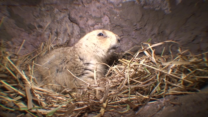 black-tailed prairie dog underground tunnel burrow Stock Footage Video ...