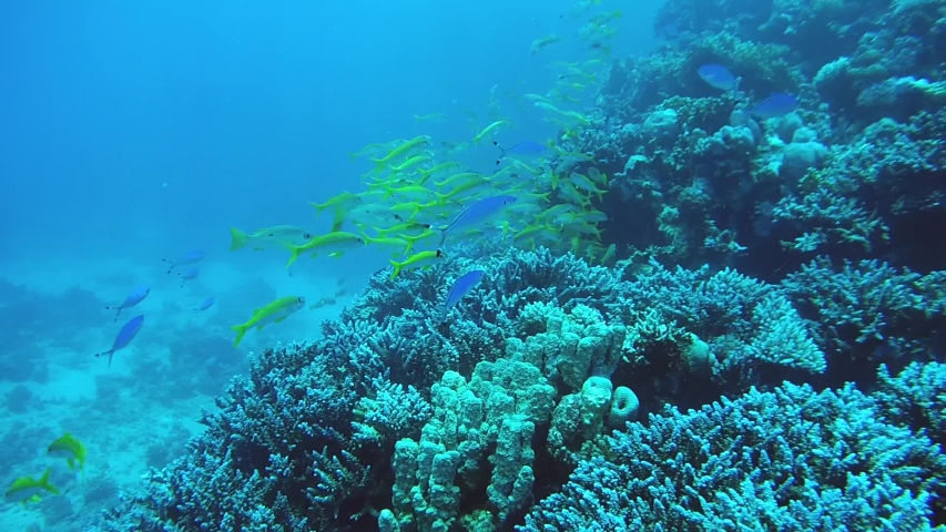 Banded Goatfish Stock Video Footage - 4K and HD Video Clips | Shutterstock