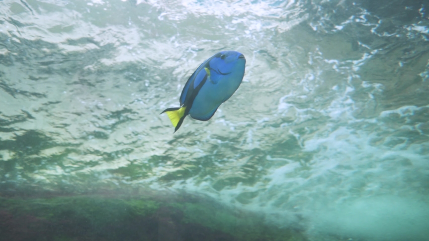 blue fish swimming sun shining behind Stock Footage Video (100% Royalty ...