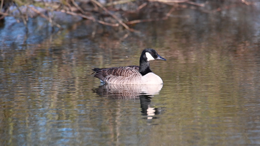 Groups of Goslings swimming with mother goose image - Free stock photo ...