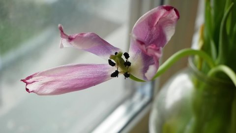 Wilted Drooping Bouquet Rose Flowers Vase Stock Footage Video (100% ...