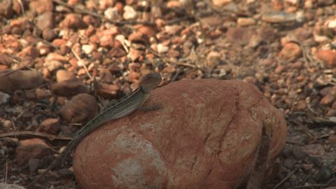 Lizard Jumps Red Stone Australian Outback Stock Footage Video (100% ...