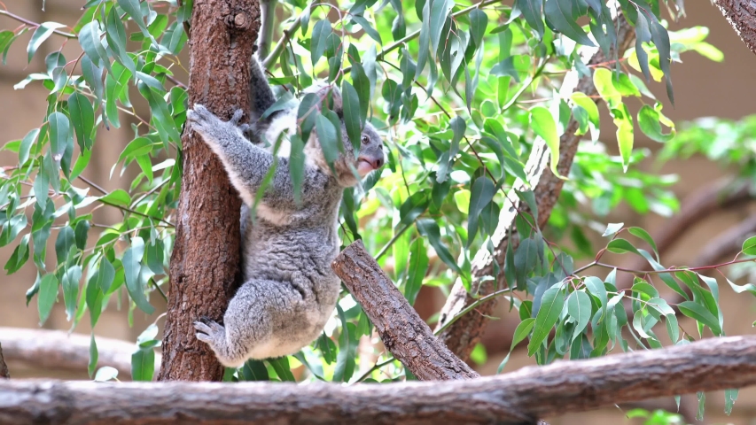 Koala Jumping Tree Tree Stock Footage Video (100% Royalty-free ...