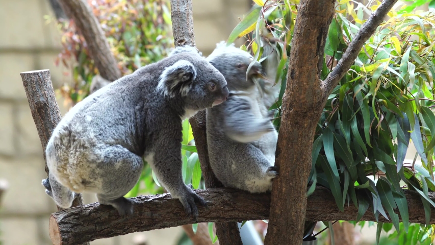 koala jumping tree Stock Footage Video (100% Royalty-free) 1048481626 ...