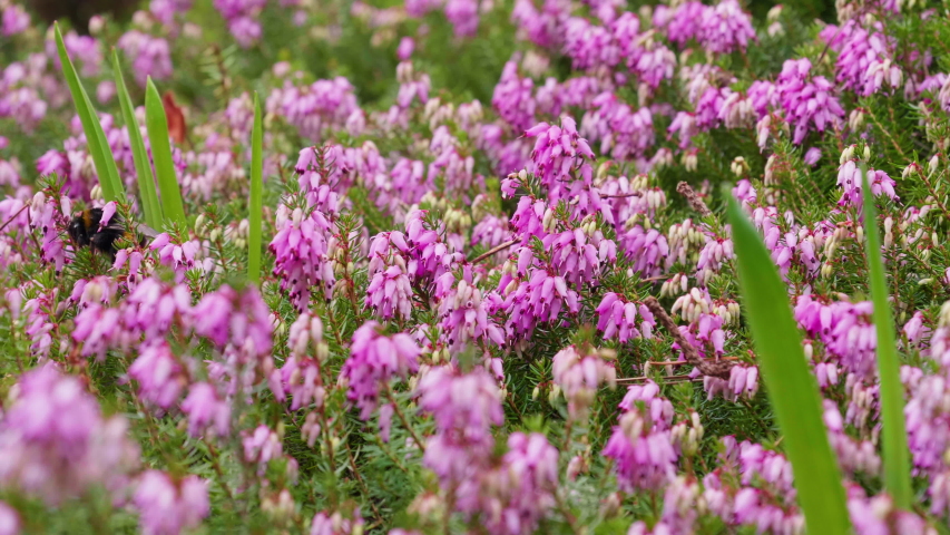 Heather Bees Stock Video Footage - 4K and HD Video Clips | Shutterstock