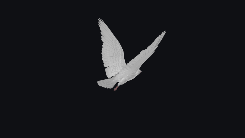 flying dove - back angle view Stock Footage Video (100% Royalty-free ...