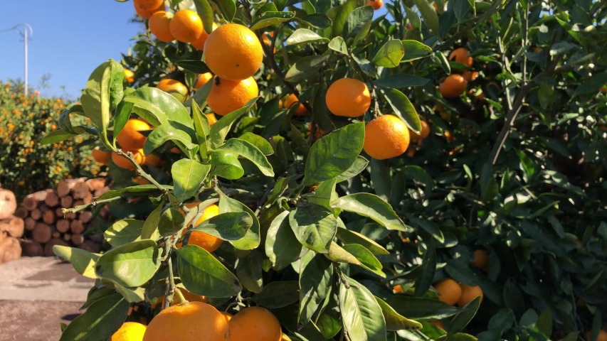 Jeju Fruit Stock Video Footage - 4K and HD Video Clips | Shutterstock