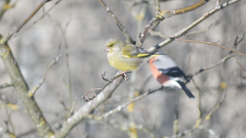 Several Birds in Trees image - Free stock photo - Public Domain photo ...