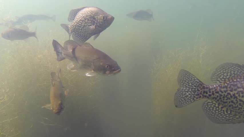 Black Crappie - Pomoxis nigromaculatus image - Free stock photo ...