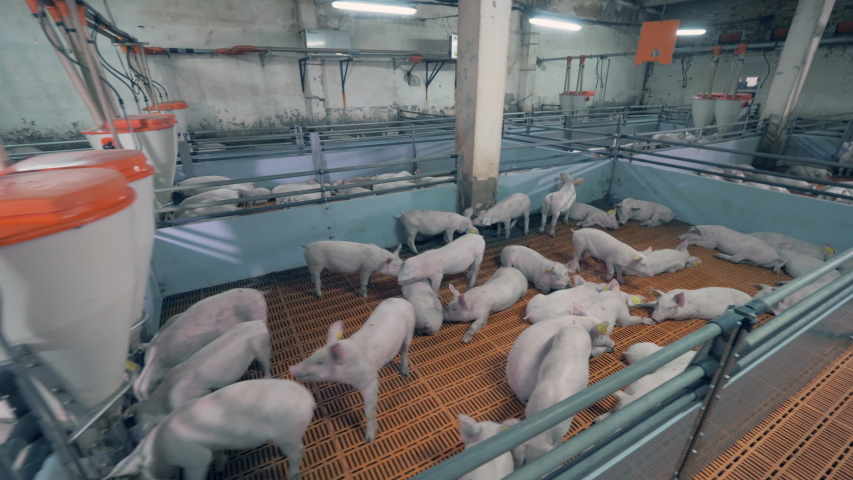 Modern Pig Farm with Many Stock Footage Video (100% Royalty-free ...