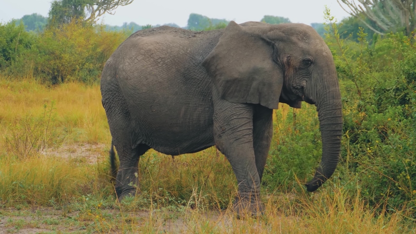 Elephant posing Stock Video Footage - 4K and HD Video Clips | Shutterstock