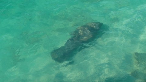 Manatee top view Stock Video Footage - 4K and HD Video Clips | Shutterstock