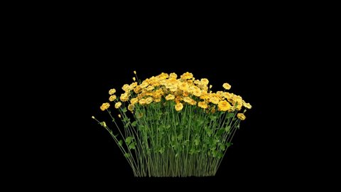 Bunch Flowers Flower Bush Blowing Wind Stock Footage Video (100% ...