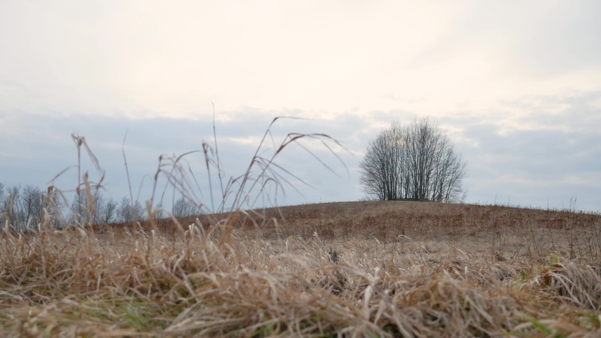 Meadow and Single Tree in the distance image - Free stock photo ...