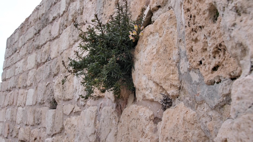 wall made jerusalem stone bush on Stock Footage Video (100% Royalty ...