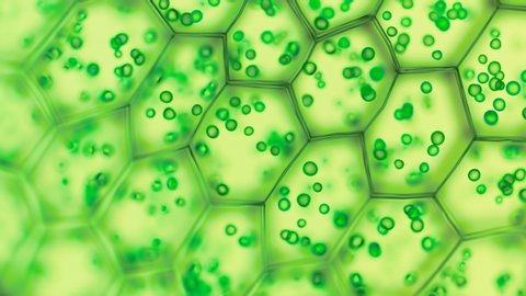 Plant Cell Structures Under Microscope Green Stock Footage Video (100% ...