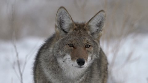 Close Coyote Looking Camera Around Front Stock Footage Video (100% ...