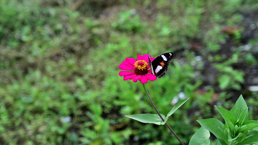 Close-up of black butterfly head image - Free stock photo - Public ...