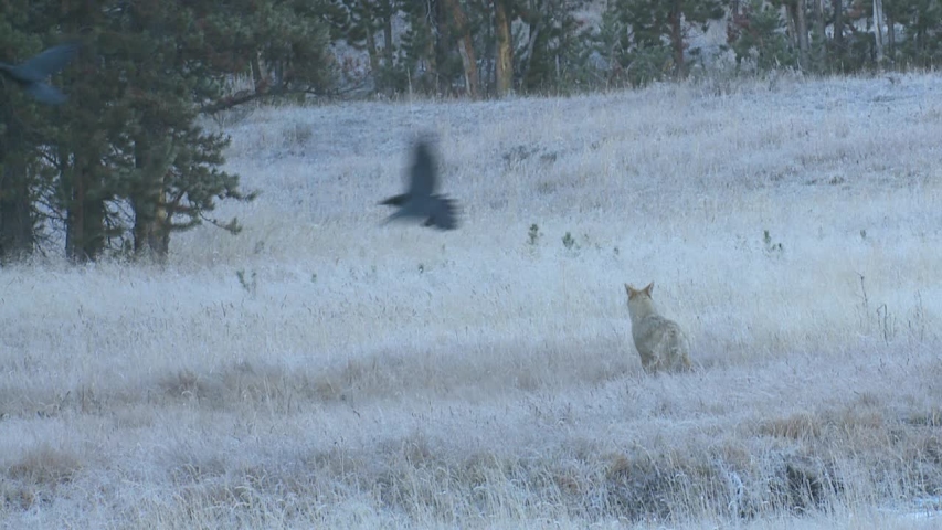 Two Coyotes in the forest image - Free stock photo - Public Domain ...