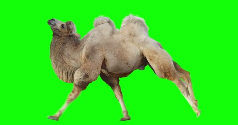 Bactrian Camel Galloping Runs On Green Stock Footage Video (100% ...