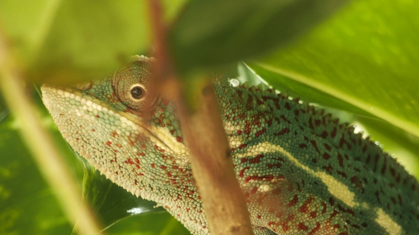 Pretty Chameleon Hidden Leaves Stock Footage Video (100% Royalty-free ...