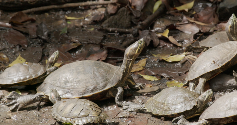 Large Turtle and Small Turtle image - Free stock photo - Public Domain ...