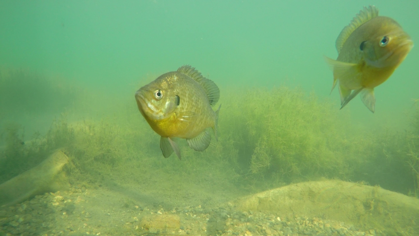 underwater bluegill panfish several fish resting Stock Footage Video ...