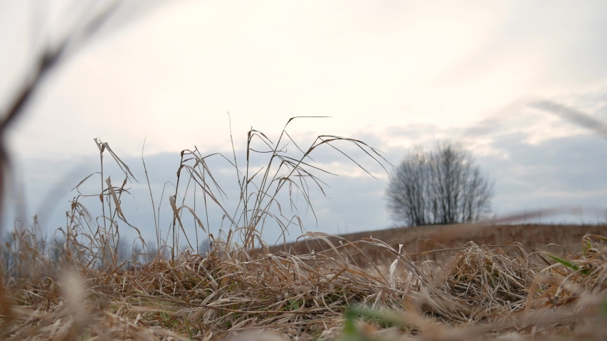 Meadow and Single Tree in the distance image - Free stock photo ...