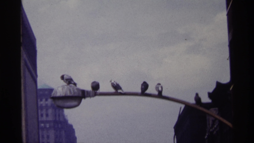 23 Chicago pigeons Stock Video Footage - 4K and HD Video Clips ...