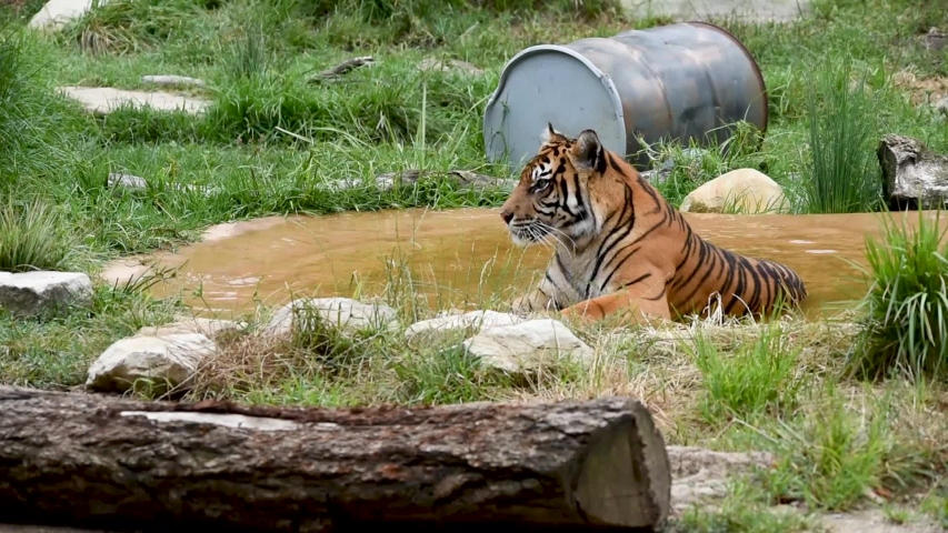 Sumatran Tiger Cubs image - Free stock photo - Public Domain photo ...