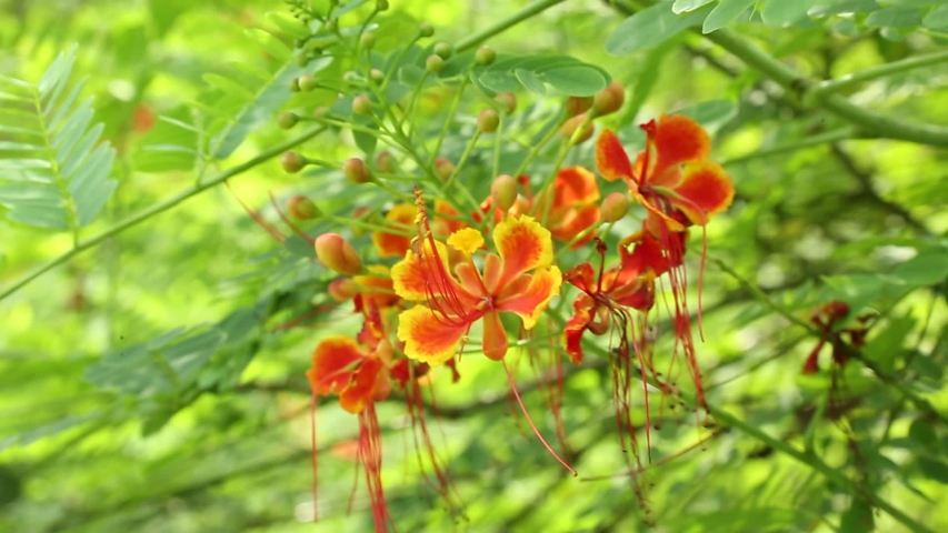 Gulmohar Flower Stock Video Footage - 4K and HD Video Clips | Shutterstock