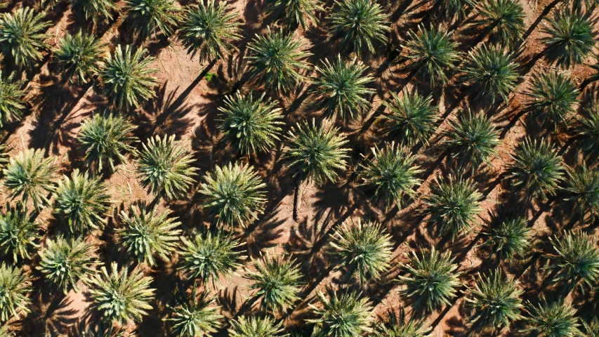 Israeli patterns Stock Video Footage - 4K and HD Video Clips | Shutterstock