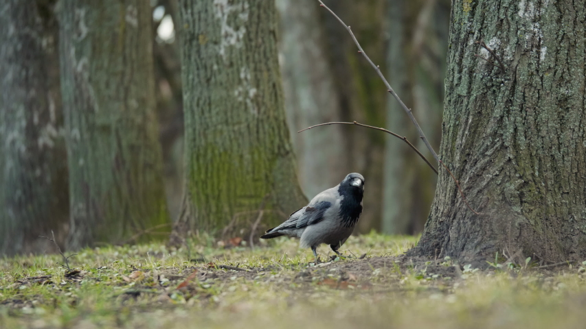 Crow on the Ground in the Grass image - Free stock photo - Public ...