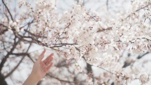 Woman Hand Gesture Beautifully Touching Cherry Stock Footage Video (100 ...