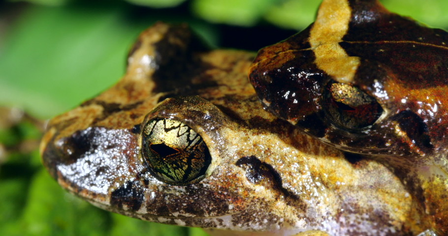 Robber frog Stock Video Footage - 4K and HD Video Clips | Shutterstock