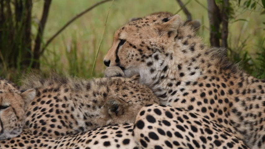 Cheetahs Grooming image - Free stock photo - Public Domain photo - CC0 ...