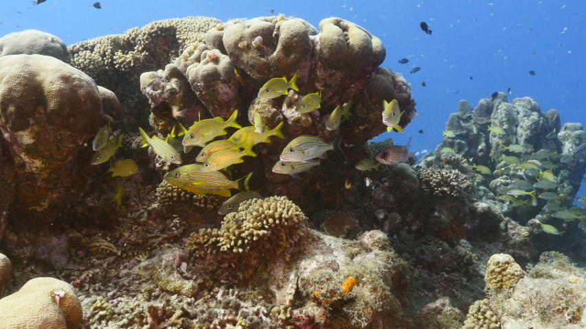 seascape turquoise water coral reef caribbean Stock Footage Video (100% ...