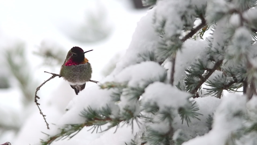 hummingbird flies lands on branch snow Stock Footage Video (100% ...