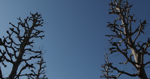 Eerie Line Trees Daylight Stock Footage Video (100% Royalty-free ...