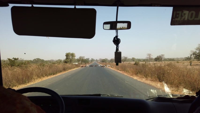 Goat back view Stock Video Footage - 4K and HD Video Clips | Shutterstock