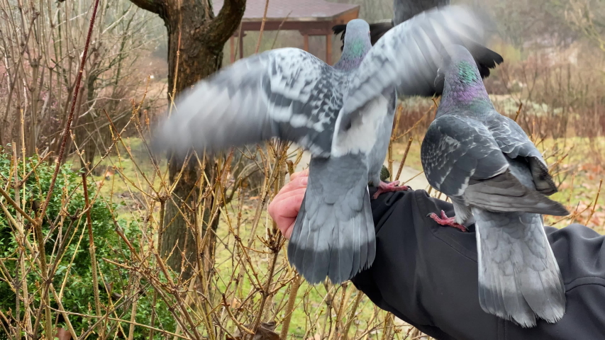 man-feeding-pigeon-in-town image - Free stock photo - Public Domain ...