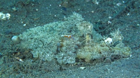 Nudibranch Sea Slug Melibe Viridis Together Stock Footage Video (100% ...