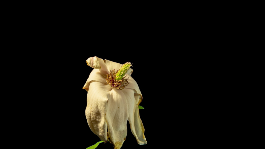 Magnolia Blossom Wilting, Time Lapse Stock Footage Video (100% Royalty ...