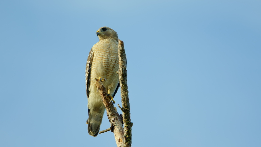 Red Shouldered Hawk sitting in a tree image - Free stock photo - Public ...