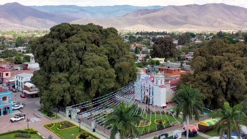 Montezuma Cypress Stock Video Footage - 4K and HD Video Clips ...